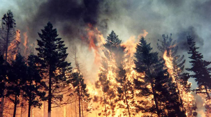 Kebakaran hutan Melarikan diri dari api hanya diperlukan melawan angin, tegak lurus dengan tepi api. Akan lebih baik untuk menghilangkan hal-hal sintetis dari dosa, basahi semua yang lain dengan sisa air. Anda harus keluar ke kolam atau jalan, sementara wajah Anda harus ditutup dengan lap basah agar tidak membakar paru-paru Anda dengan udara panas.