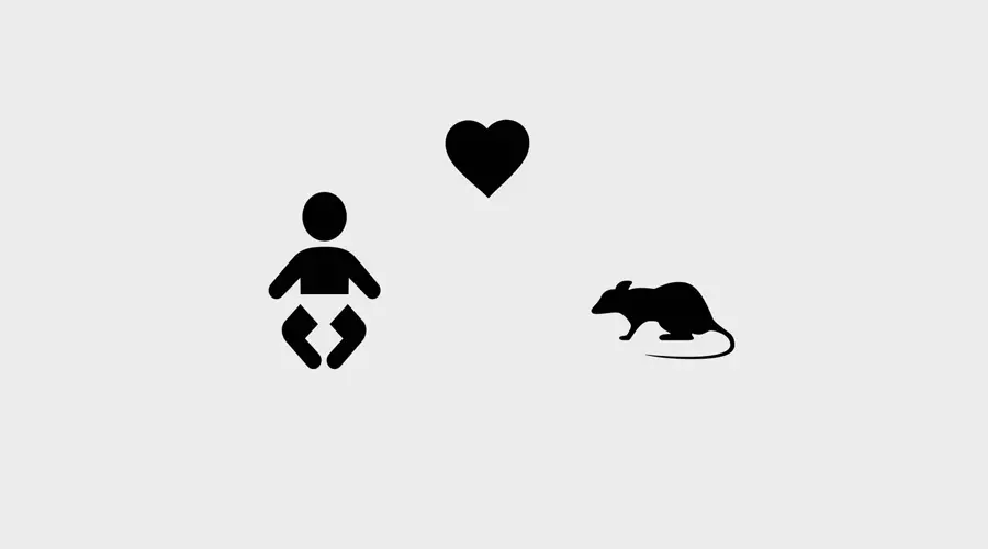 Kleine Albert En nog een somber en verschrikkelijk experiment, dit keer uitgevoerd op een baby. John B. Watson van de Johns Hopkins University ontwikkelde irrationele angsten bij de 9 maanden oude Albert. Hij liet het kind een witte rat zien - en de jongen toonde een redelijk redelijke interesse in het dier. Toen sloeg de psycholoog op een ijzeren gong, wat de jongen bang maakte. Dit werd herhaald totdat Albert elke keer dat er een rat verscheen tekenen van angst begon te vertonen, al zonder enige gong.