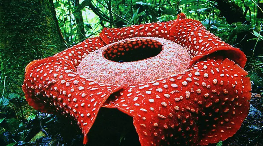 Rafflesia arnoldi El diámetro de la flor de esta planta alcanza los dos metros, pero no tiene nada más de lo que presumir. El olor desagradable atrae a las moscas y desafía a los amantes de la belleza, y los elefantes esparcen rafflesia: aplastan flores y transfieren esporas sobre sí mismos.