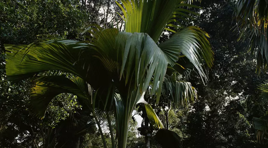 Palma Talipot La inflorescencia de la palma Talipot puede crecer hasta nueve metros de altura. Toda la estructura está formada por pequeñas flores, de las cuales se pueden acumular un millón. Después de treinta años de crecimiento, la palma comienza a dar frutos y muere inmediatamente después de este período.