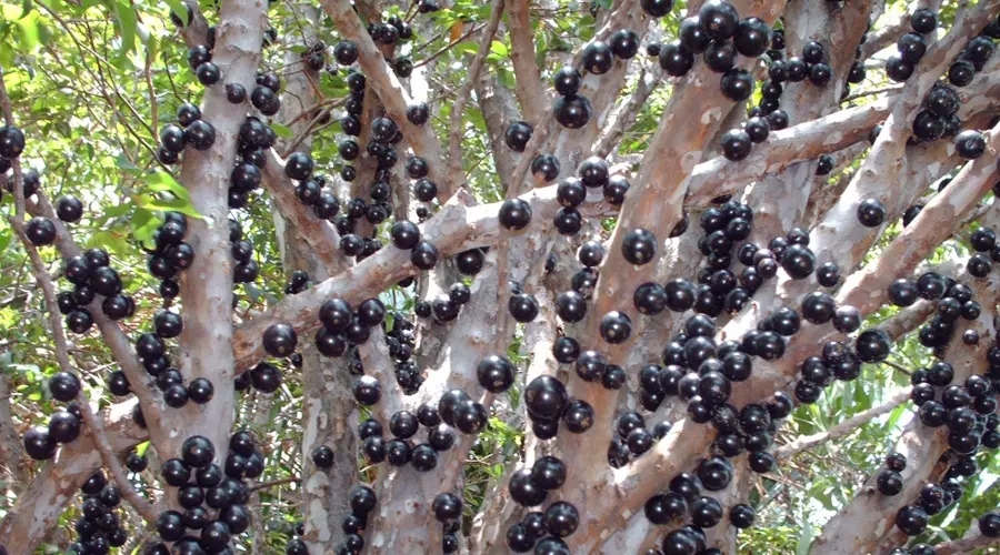 Nombre latino de Jaboticaba - Juboticaba, Myrciaria Cauliflora. A diferencia de la mayoría de los árboles, cuyos frutos crecen en las ramas, los frutos de jaboticaba crecen directamente del tronco. Esta planta es muy apreciada en casa, en Brasil: los frutos arrancados del tronco comienzan a fermentar y se convierten en un alcohol no muy sabroso, pero sí fuerte.