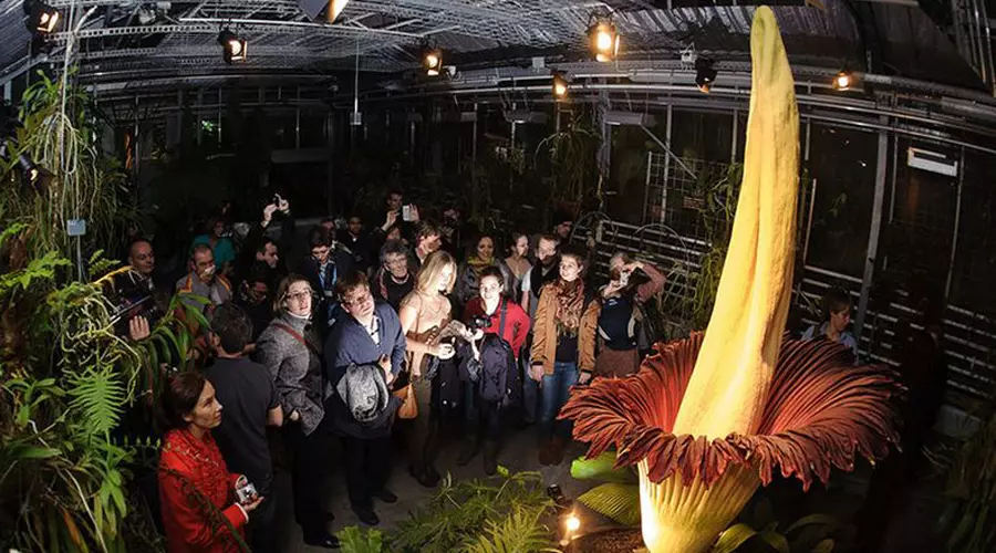 Amorphophallus titanic Esta es la planta con flores más alta del mundo. Tres metros de altura y ni una sola flor: Amorphophallus, durante el período de floración, emite un terrible olor cadavérico que atrae moscas y otros carroñeros. La apariencia de la flor es bastante consistente: imagina un trozo de carne en descomposición que ha crecido directamente en el suelo. Ahora puedes encontrarte con esta extraña flor solo en un invernadero, porque en casa, en los bosques de Sumatra, ya ha sido exterminada.