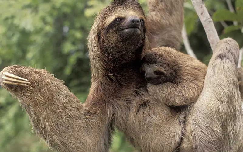 Three-toed sloths Ang sloths ay kumakain ng halos dahon lamang ng puno. Dahil sa kanilang tigas at mababang nilalaman ng calorie, ang sloths ay gumagamit ng bacteria na symbiont, na bahagi ng microflora ng kanilang digestive tract, para sa pantunaw. Ang proseso ng panunaw ay tumatagal ng halos isang buwan, kaya ang pamumuhay ng sloth ay nakatuon sa mahigpit na pangangalaga ng enerhiya. Lumipat sila sa bilis na 0.15 mph.