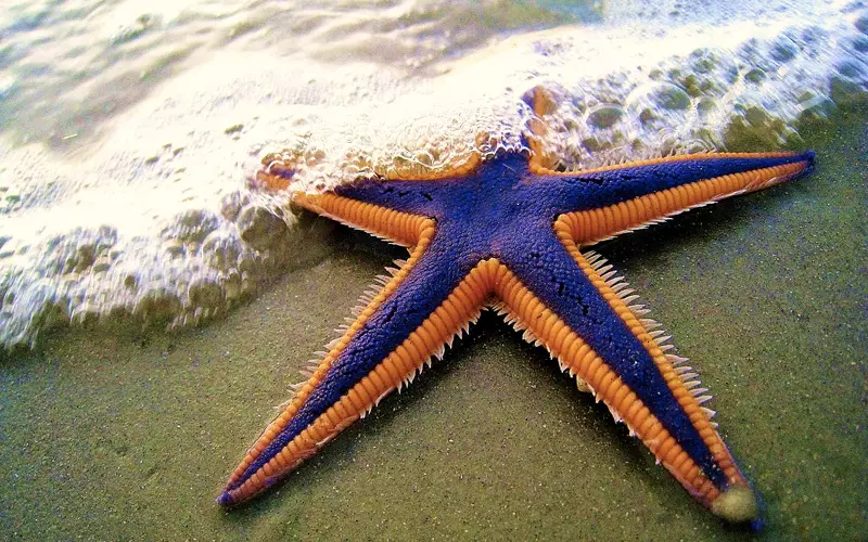 Starfish Bagaman ang karamihan sa mga starfish ay itinuturing na mga mandaragit, ang kasapi ng invertebrate na klase ay walang kuko o bilis. Upang maprotektahan ang kanilang sarili mula sa mga kaaway at biktima, gumagamit sila ng mga formation ng kalansay na binuo sa prinsipyo ng mga kuko, kaya't ang bilis na 0.1 mph ay sapat na upang sila ay makagalaw.