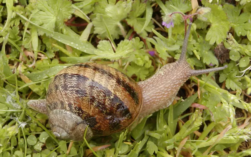 Snail sa hardin Ang laki ng shell ng kuhol ng hardin ay 14-16 mm lamang. sa taas at 19-21 mm. malapad Kapag lumitaw ang mga kaaway, siya ang nagsisilbing kanlungan niya. Gumapang sila sa bilis na 1.4 cm / sec.