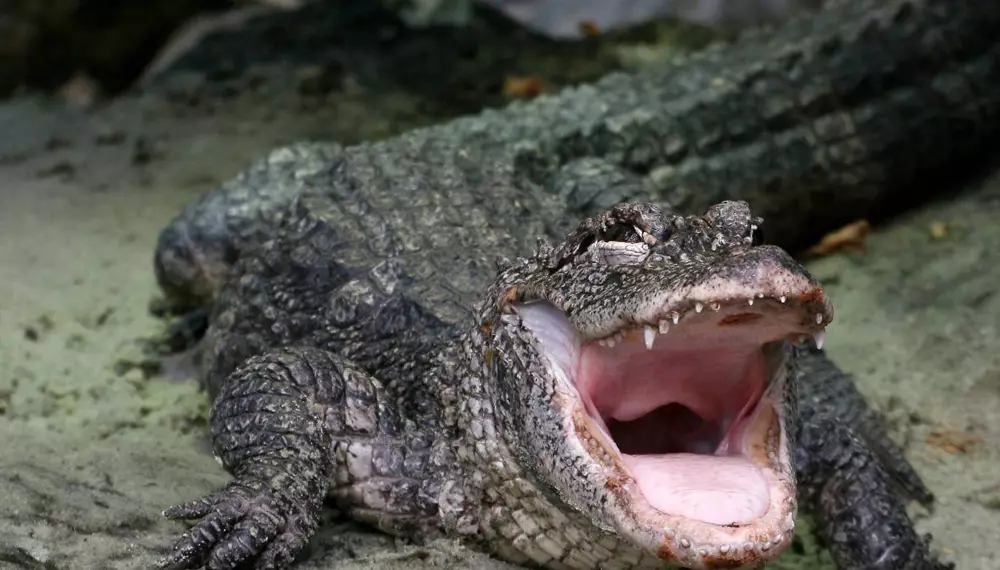 Alligator chinois La médecine chinoise a exploité sans pitié les propriétés « magiques » de la viande et d'autres composants de nombreux animaux exotiques. Les alligators locaux, qui ne dépassent pas un mètre de long, ont été complètement anéantis par le Céleste Empire. On croyait que la viande d'alligator bien cuite guérissait toutes les maladies, du rhume au cancer.