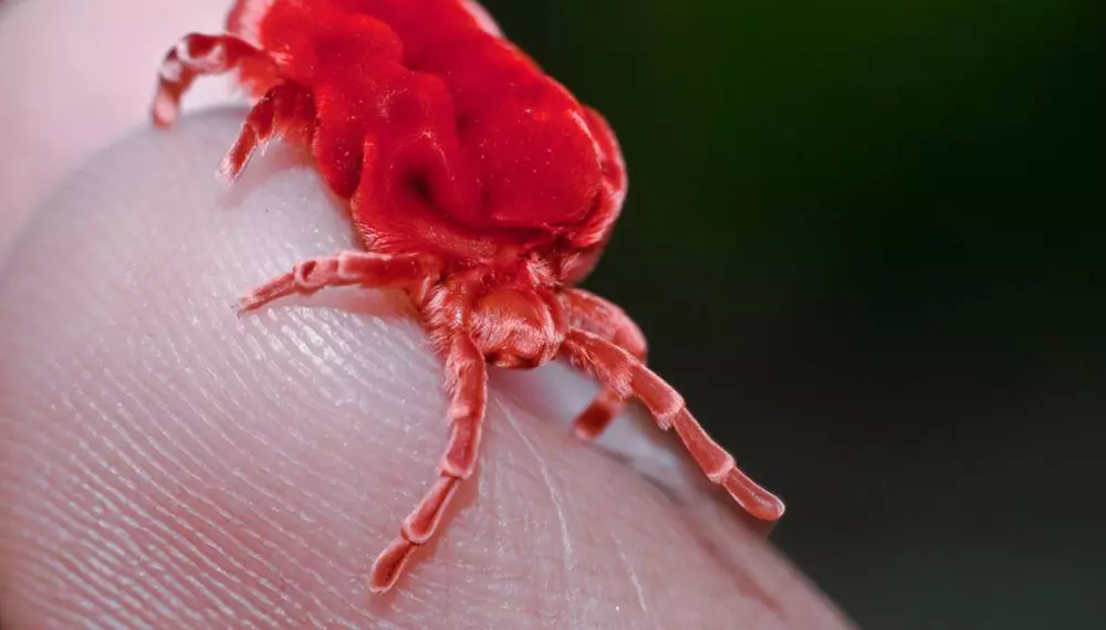 Acariens rouges Les chamans indiens mélangent les cendres d'insectes brûlés avec du lait maternel et les vendent comme remède contre la dysfonction érectile. À en juger par la popularité du produit, l'outil fonctionne réellement.