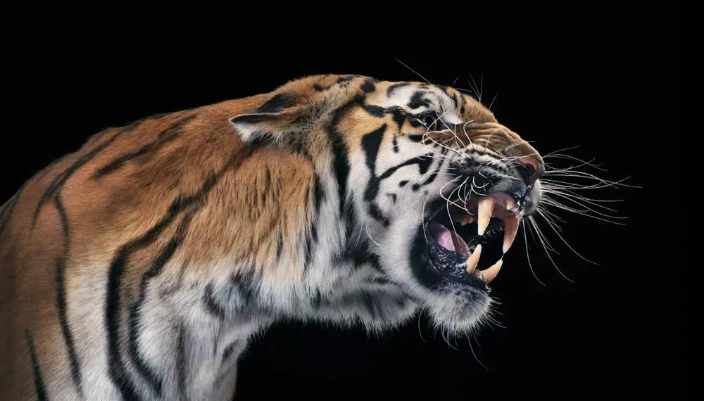 Triburile Tiger din toată Asia venerau tigrul ca fiind cel mai înțelept și mai puternic animal. Conform acelorași credințe, puterea maiestuoasă a tigrului ar putea fi obținută prin mâncarea cărnii sale. În plus, fiecare particulă a animalului a fost dotată cu proprietăți fantastice: mustățile au intrat într-un decoct împotriva epilepsiei, ghearele și oasele au fost lovite în praf și amestecate într-o băutură dând curaj.