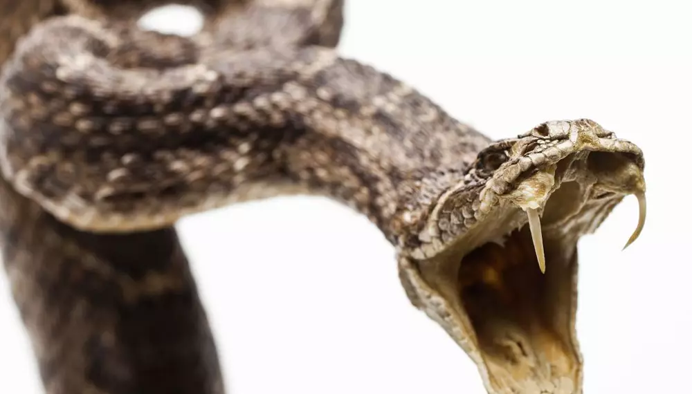 Serpents La pratique de l'utilisation des serpents à des fins médicinales a également une très longue histoire. Dès le 1er siècle avant JC, l'huile était extraite de ces reptiles, utilisée pour les douleurs articulaires.