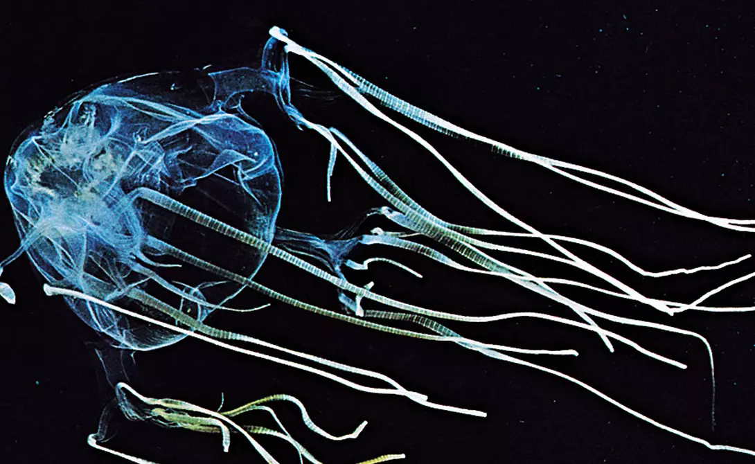 Box Jellyfish ပင်လယ်လိပ်ကောင်၊ Chironex fleckeri သည်သမုဒ္ဒရာ၌သာမကကမ္ဘာပေါ်တွင်ပါအန္တရာယ်အရှိဆုံးသတ္တဝါဖြစ်သည်။ လူတစ် ဦး တစ်ယောက်၏အဆိပ်သည်လူ ၆၀ အထိသေစေနိုင်သည်။ သုံးမိနစ်အတွင်းသေခြင်းတရားဖြစ်ပေါ်သည်၊ သင်ကမ်းခြေသို့သွားရန်အချိန်မရှိ။