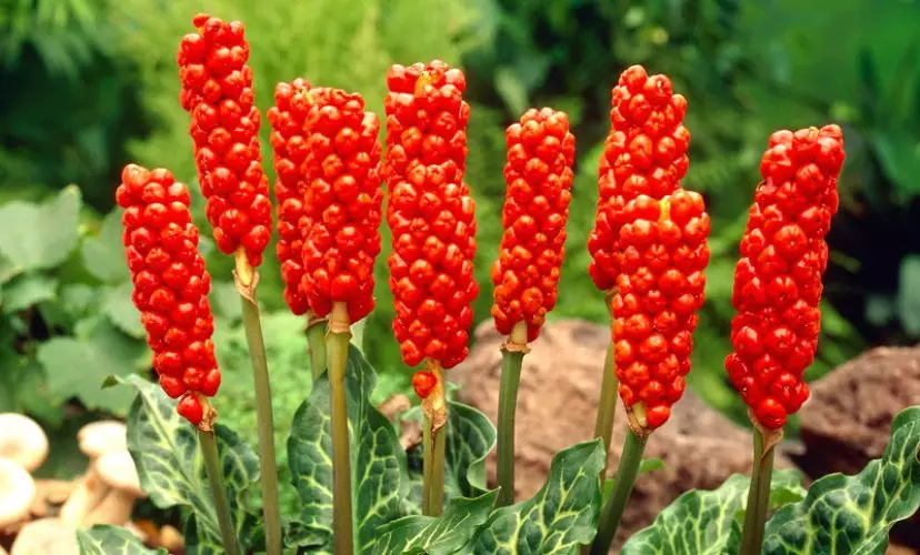 Aronnik En août, les feuilles d'une plante herbacée vivace d'environ 10 à 20 cm de haut s'effritent, laissant une tige nue dont le sommet est couvert de baies rouges. En raison de la teneur en alcaloïdes, ils ne peuvent pas être consommés frais. Mais si elles sont séchées, les baies perdent leurs propriétés toxiques et deviennent tout à fait comestibles.