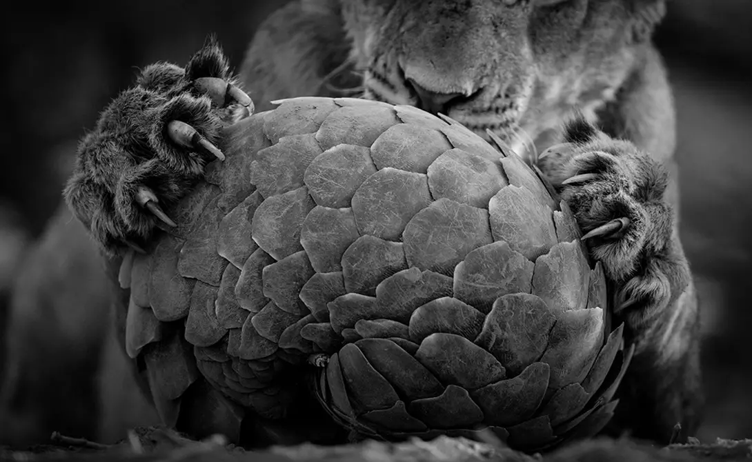 Foto Fortress: Lance van de Weiver Esta foto saíu do fotógrafo case por accidente. Parando á fervenza, Lance notou que os leóns xogaban cun estraño obxecto. O obxecto resultou ser un armadillo enrolado nunha fortaleza inexpugnable: incluso os colmillos do león non puideron superar esta protección.