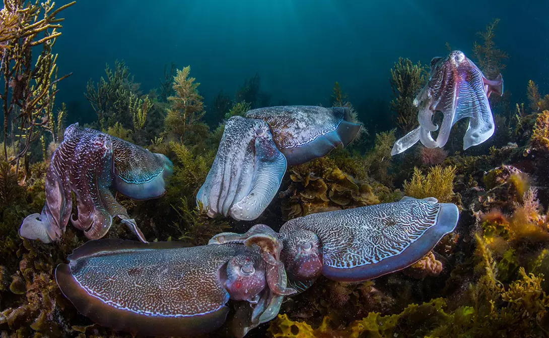 Je vais mieux Photo : Scott Portelli Des milliers de seiches géantes se rassemblent chaque hiver dans les eaux peu profondes de Spencer's Bay, en Australie-Méridionale. Les hommes mènent une bataille sans fin pour les ressources et les faveurs des femmes, modifiant la couleur, la texture et le motif de la peau.