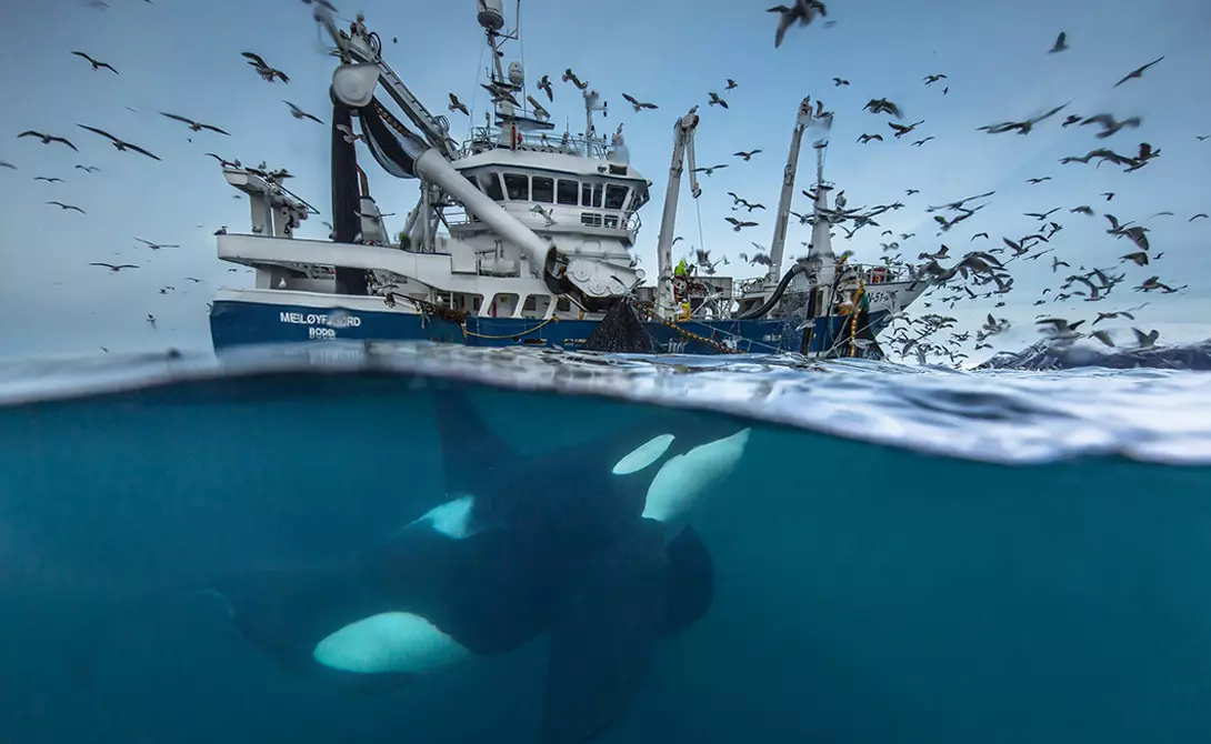 Killer Whale Le barche dei pescatori norvegesi spesso seguono orche e megattere, sperando di imbattersi in branchi di aringhe che migrano in queste acque artiche della Norvegia. Recentemente, i mammiferi hanno adottato tattiche umane: ora seguono i pescherecci da traino nella speranza di facili prede.