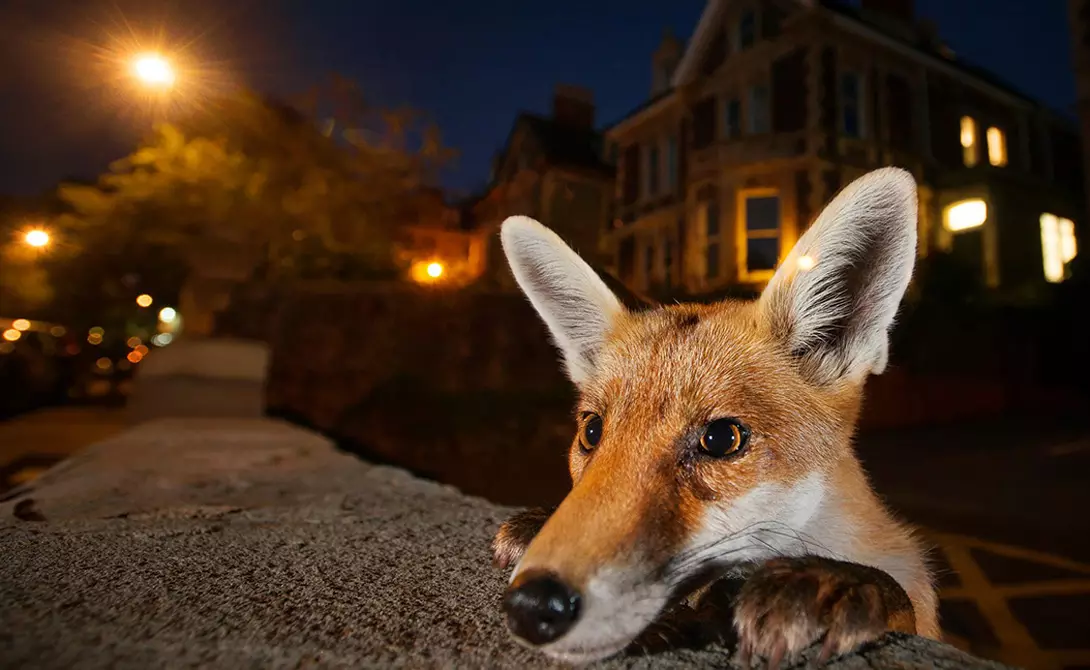 Sly Fox Foto: Sam Hobson Sam Hobson vidste præcis, hvem han jagtede, da han satte sit kamera op i forstaden Bristol, berømt i byens rævmiljø.