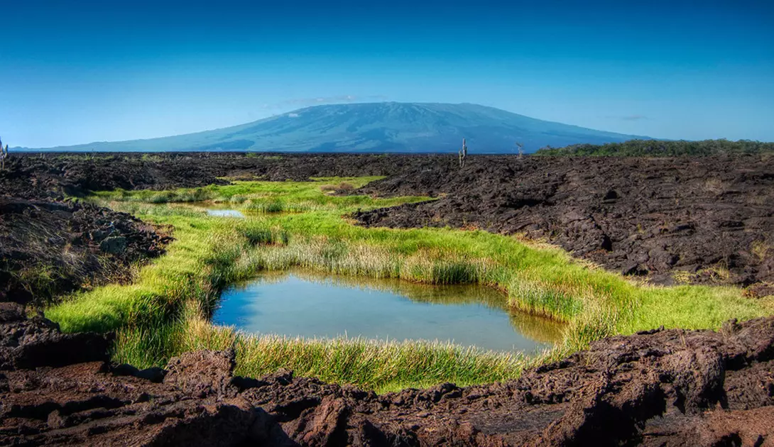 Wyspy Galapagos Ekwador To tutaj Karol Darwin po raz pierwszy pomyślał o teorii ewolucji: obfitość flory i fauny nadal sprawia, że ​​Galapagos jest miejscem pielgrzymek każdego szanującego się przyrodnika.