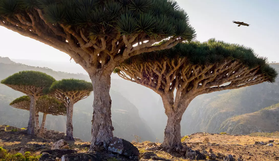 Archipelag Socotra Jemen Cztery wyspy i para skał: jeden z najbardziej odizolowanych archipelagów na świecie, położony w pobliżu pirackiej Somalii, szczyci się bogactwem endemicznych gatunków fauny i flory, których nie można znaleźć nigdzie indziej na świecie.