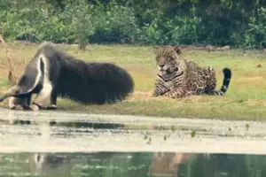 দৈত্য anteater: একটি অদ্ভুত জন্তু যা শিকারীরা বাইপাস করে