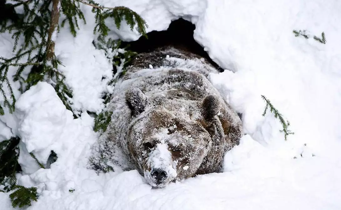 Memoriaren galera Animaliak hibernatzen esperimentuak onuragarriak izan dira. Zientzialariek aurkitu dute hiru hilabeteko hibernazioaren ondoren, ia espezie guztiek epe laburreko eta epe luzeko oroimenaren narriadura jasaten dutela denbora luzez. Bere esperientzia aurreko esperientzian oinarritzen den pertsona batentzat, memoria galtzea larria izan liteke.