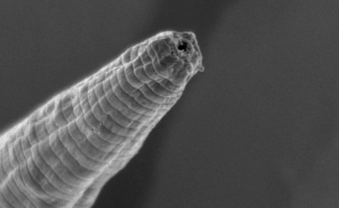 Duivelsworm De soort Halicephalobus mephisto werd pas in 2011 ontdekt. Mijnwerkers stuitten per ongeluk op wormen en groeven tot een diepte van 3,6 kilometer. Wetenschappers hebben ook bewijs gevonden dat de gemiddelde duur van wormen varieert van 3.000 tot 12.000 jaar.