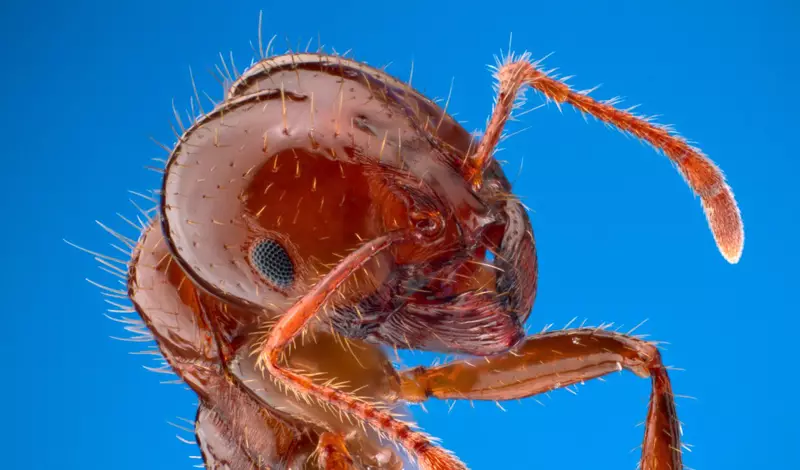 Formiga de fogo vermelha Habitat: América do Sul Nível de dor: 1 Como se estivesse caminhando em um tapete macio, sem esperar nenhum truque, e de repente pisando em um cenário de construção. Desagradável, mas bastante tolerável.