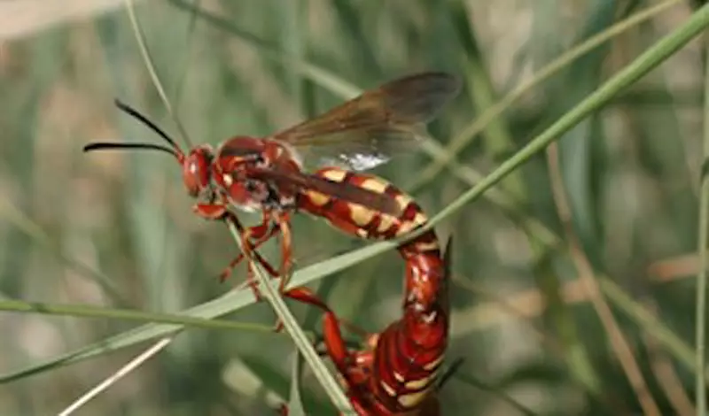 ທີ່ຢູ່ອາໄສຂອງນັກລ່າ Cicada: ອາເມລິກາ ເໜືອ ລະດັບຄວາມເຈັບປວດ: 1.5 ຄວາມຈິງແລ້ວແມງກະເບື້ອຊະນິດນີ້ມີປ້າຍຊື່ທາງວິທະຍາສາດຂ້ອນຂ້າງວ່າ - Sphecius grandis. ຄົນໃນທ້ອງຖິ່ນເອີ້ນເຂົາເຈົ້າວ່າເປັນຜູ້ລ່າຫາກິນແມງສາບເພື່ອລັກສະນະນິໄສຂອງເຂົາເຈົ້າ. Schmidt ເອີ້ນຄວາມຮູ້ສຶກຈາກການກັດກິນຂອງ Hunter ວ່າເປັນອັນຕະລາຍ: ແຜ່ລາມອອກຈາກບ່ອນທີ່ມີຮອຍແຜ, ພິດຈະກາຍເປັນຄວາມເຈັບປວດຫຼາຍຂຶ້ນເລື້ອຍ.