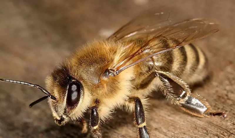 Heuningby Habitat: Afrika, Europa Pynvlak: 2 Die skerp brandgevoel is baie pynlik. 'N Masochistiese entomoloog vergelyk sy gewaarwording met 'n brandwond van 'n vingerbal met 'n vuurhoutjie wat vooraf in swaelsuur geweek is.