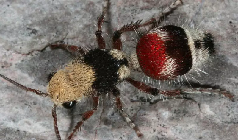 Hornet occidental Hàbitat: Amèrica del Nord Nivell de dolor: 2 Una altra comparació amb una cremada, tot i que la picada d'un vespre Schmidt s'inclina per equiparar-se amb un intent d'apagar una cigarreta a la llengua.