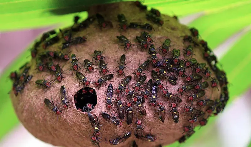 Vespa polibial negra Habitat: América do Norte Nível de dor: 2,5 A mordida polibial não só é muito dolorosa, mas também perigosa. A vespa injeta em suas vítimas um análogo natural do veneno de cadáver, que pode muito bem provocar um abscesso.