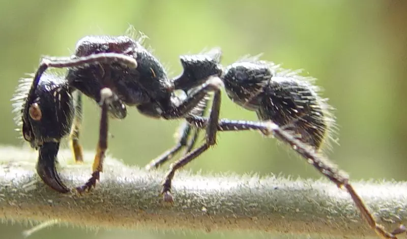 Velvet Ant Habitat: Amerika Utara Tingkat Sakit: 3 Sakit parah dan abadi. Ini seperti mencelupkan tangan Anda ke dalam minyak panas: sensasi awal memudar dengan penderitaan lebih lanjut.