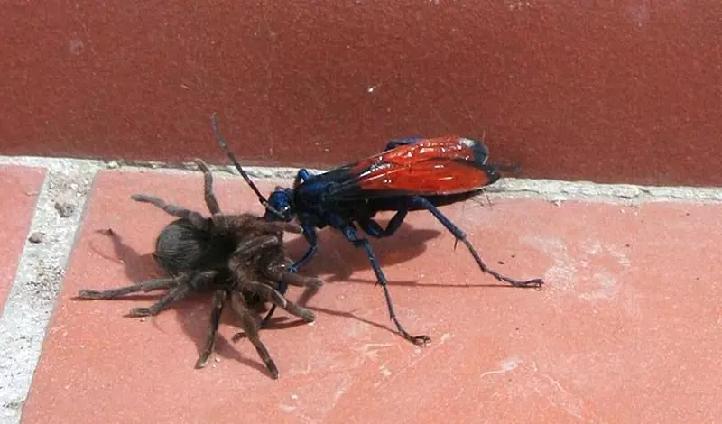 ທີ່ຢູ່ອາໄສຂອງ Tarantula Wasp: ອາເມລິກາ ເໜືອ ແລະກາງລະດັບຄວາມເຈັບປວດ: 4 ຕາບອດທີ່ມີໄຟຟ້າແຮງ, ເຮັດໃຫ້ເກີດຄວາມວຸ່ນວາຍແລະຕາບອດໃນເວລາດຽວກັນ. ມັນຄ້າຍຄືການເອົາເຄື່ອງເປົ່າຜົມທີ່ໃຊ້ໄດ້ເຂົ້າໄປໃນອ່າງອາບນ້ ຳ ຂອງເຈົ້າ.