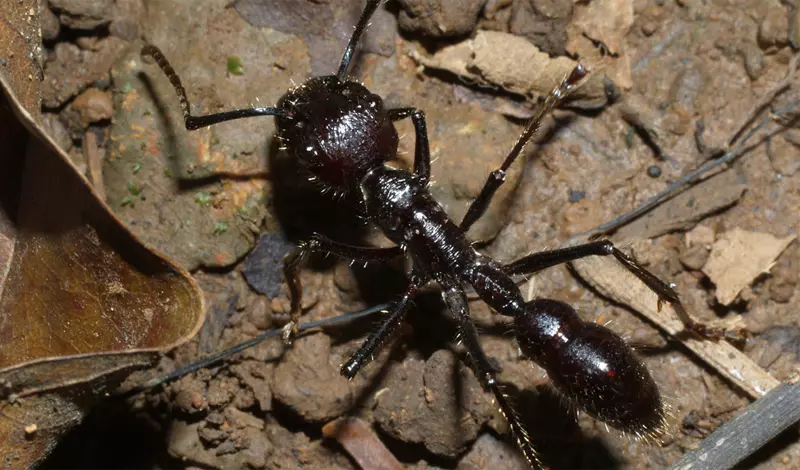 Bullet Ant Habitat: South America Pain level: 4 Iyo yakachena, isina kuchena oasis yemarwadzo. Edza kufamba pamoto unopisa nembambo muchitsitsinho chako.