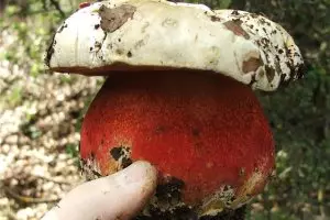 10 soarten giftige paddestoelen dy't it bêste yn 'e bosk oerbliuwe