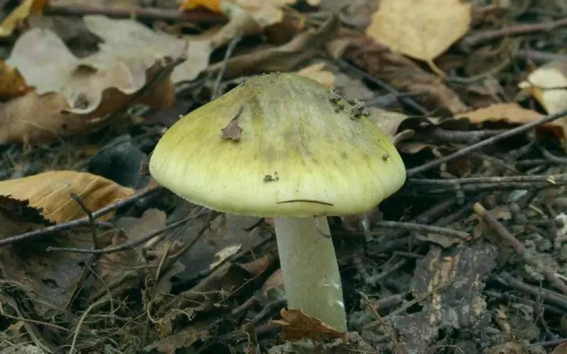 Toadstool Okazas: aŭgusto ĝis malfrua septembro La ĉapelo de toadstool estas flavbruna, palverda aŭ olivverda. La randoj de la ĉapo estas kutime pli malpezaj ol la centro de la ĉapo. Estas blanka ringo sur la supro de la kruro. Ekstere, la grebo ne multe diferencas de la manĝeblaj fungoj kreskantaj en la arbaro, kaj tio estas duoble danĝera. Palaj bufoj havas fortan toksan efikon.