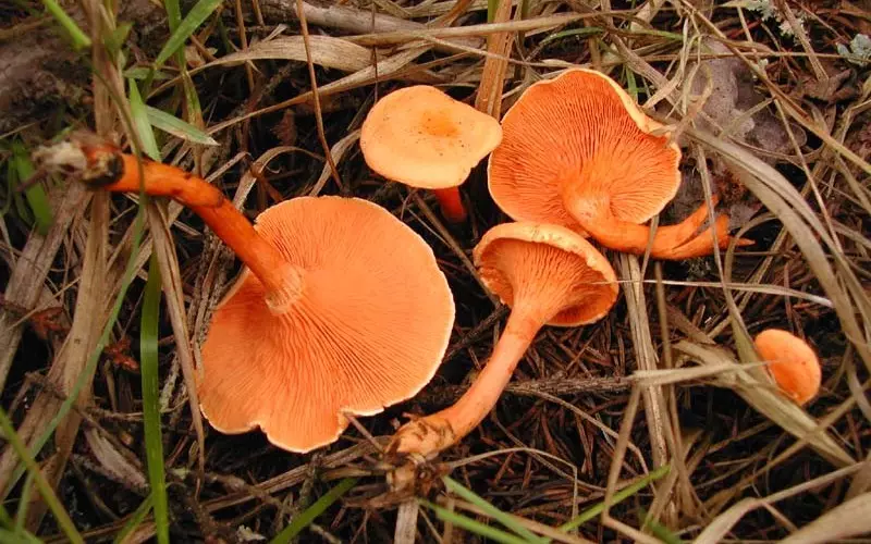 I-chanterelle yamanga iyenzeka: kusuka ngoJulayi kuya ku-Okthoba noma, njengoba kubizwa nangokuthi, isikhulumi se-orange. Inhloko ye-chanterelle yamanga inombala ogqamile kusuka ku-orange kuya obomvu wethusi futhi ifana nefelethi enamaphethelo abushelelezi. Amapuleti abomvu ngokugqamile, isiqu sicishe sibe ngu-10 cm ukuphakama, imvamisa sincishiswe ngasisekelo. Lolu hlobo lwamakhowe luvame ukukhula ngamaqembu, luvame ukuculwa futhi luhlale luseduze nama-chanterelles wangempela. Kulula ukuwahlukanisa: uginindela wama-chanterelles wamanga unephunga elibi kakhulu. I-fungus ibhekwa njengobuthi obuncane, isb. ukuze ususe izimpawu zobuthi, kwanele ukwenza ukuhlanza esiswini.