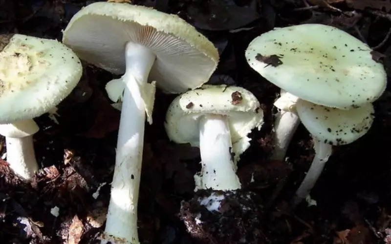 Amanita muscaria Terjadi: pertengahan Agustus hingga pertengahan September Beberapa menganggap sepupu jamur payung pucat ini sebagai jamur yang dapat dimakan bersyarat. Namun, para ilmuwan telah mengidentifikasi racun yang terkandung di seluruh bagian tubuhnya. Tutup agaric lalat kulat ditutupi dengan sisik putih besar dan diameternya mencapai 10 cm. Warna tutupnya adalah krim halus. Kakinya panjang, tipis, putih, ada cincin padat, yang lebih gelap dari cangkang kaki dan dagingnya. Daging buahnya mengeluarkan bau yang mirip dengan aroma kentang yang baru dikupas.