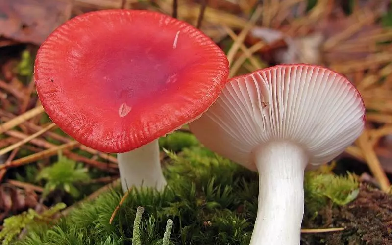 Akra-morda rusulo Okazas: de somero ĝis mezo de aŭtuno Inter sendanĝeraj reprezentantoj de la genro russula estas danĝera sabotanto, kiu povas kaŭzi multajn problemojn kiam li atingas vian manĝotablon - ĉi tio estas akra russula. Estas preskaŭ maleble distingi la zaslanon de la ruĝa russula, almenaŭ ĝis la sporoj maturiĝas, kiuj kolorigos la platojn de la interna flanko en okra koloro. Ĉar la simptomoj de rusa emetika veneniĝo estas maskitaj kiel ordinara nutraĵa veneniĝo, la fungokolektanto eble ne longe suspektas pri la kaŭzo de la katastrofo, kiu okazis al li. Ĉiuj partoj de la akra-akra russula estas karakterizitaj per amara gusto kaj forta brula sento post tuŝado de la lipoj kaj lango.