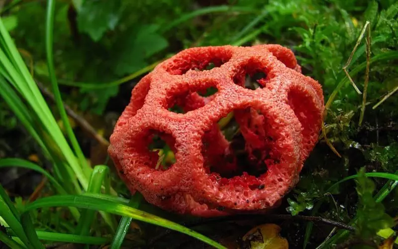 Teralis merah Terjadi: dari akhir musim semi hingga musim gugur Semua spesimen teralis, tanpa kecuali, sangat beracun. Namun, bentuk jamur yang luar biasa tercantum dalam Buku Merah, jadi jangan buru-buru menginjaknya begitu Anda melihatnya. Namun, kemungkinan besar Anda akan merasakannya jauh sebelum Anda melihatnya: panggangan menghasilkan bau daging busuk yang menyengat, menyebar 10-15 m di sekitar habitatnya. Baunya dikeluarkan oleh jamur yang sudah matang. Aromanya yang menyengat menarik serangga yang membawa spora. Itu sering tumbuh dalam isolasi yang indah, kadang-kadang dalam kelompok. Gejala keracunannya sepele: muntah, feses encer bercampur darah, demam. Untungnya, mereka benar-benar hilang dengan sendirinya setelah 10-12 jam.