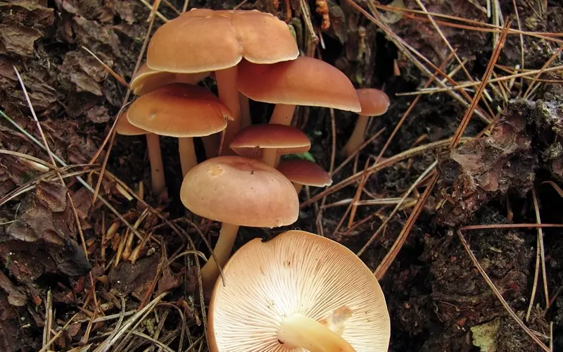 Gymnopilus estas bela Okazas: de fino de junio ĝis mezo de septembro Ĉi tiu arbara loĝanto estas vere sufiĉe bela laŭ aspekto, sed en neniu kazo ĝi devas esti gustumita aŭ eĉ tuŝita. Ĝia pulpo enhavas impresan kvanton da ebriigaj kaj halucinigaj substancoj. Falis sub la influon de insida fungo, vi povas facile fini la ĉasadon de fungoj, kiu komenciĝis tiel gaje en la plej proksima marĉo aŭ nepenetrebla tajgo. Gymnopilus ne kreskas sola; grandegaj kolonioj povas etendi dekojn da metroj ĉirkaŭ la centro de la micelo. La formo kaj koloro de la himnopilo similas al manĝeblaj skvamoj, sed manĝeblaj fungoj havas pli grandan fruktan korpon kaj larĝan ringon sur la tigo.