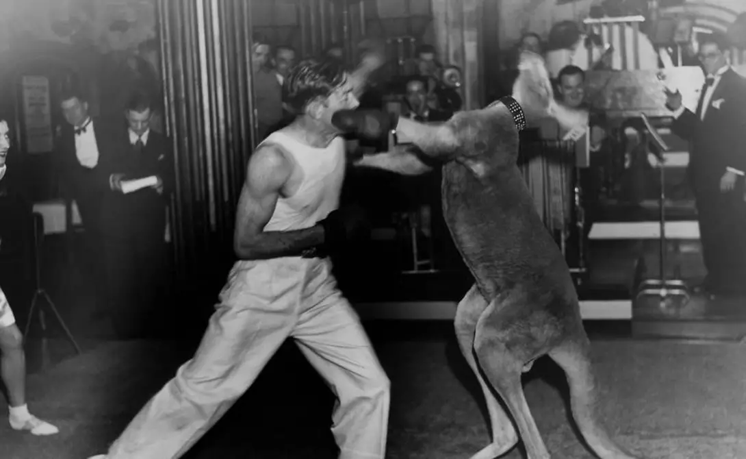 Kangaroo Boxing Gleeft et oder net, dës Zort Boxen huet eng zimlech laang a glorräich Geschicht. Am spéiden 1900s huet Australien säin eenzege Verméigen zu där Zäit exportéiert: de Känguru. De spektakuläre Sport huet bis bal d'Mëtt vun den 1920er gedauert.