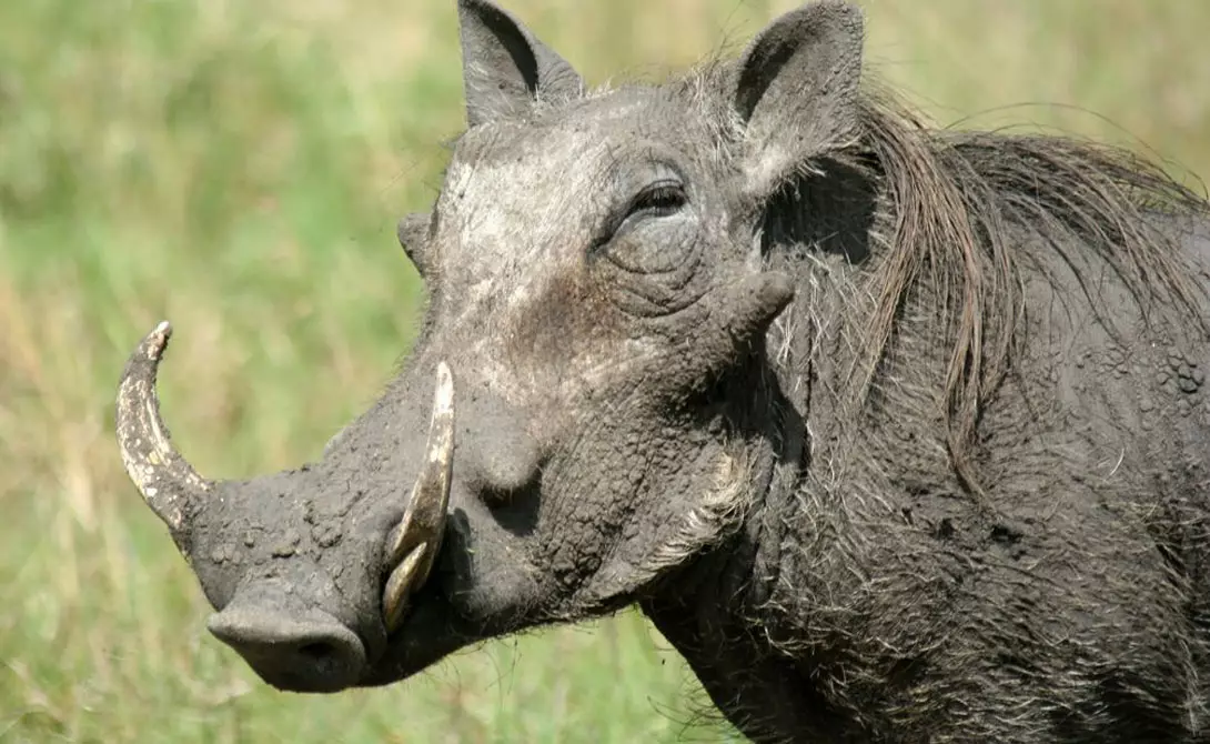 Xawaaraha boqol mitir Warthog boar Xawaare: 48.28032 km / h Laakiin orodyahanka ugu dheereeya adduunka laguma barbar dhigi karo xawaaraha xitaa bahal cawl caadi ah. Wuxuu awoodaa inuu horumariyo ilaa 49 km / h waqti kasta, iyada oo aan la diyaarin kahor iyo dadweyne daawadeyaal ah oo taagan tarabuunka.