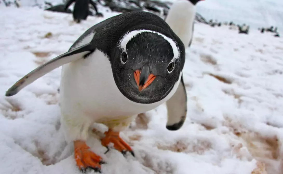 Κολύμβηση Gentoo Penguin Ταχύτητα: 35.888371 χλμ. Στη στεριά, οι πιγκουίνοι μοιάζουν με απόλυτοι ηλίθιοι, αλλά στο νερό μπορούν να δείξουν την τάξη ολόκληρης της Ολυμπιακής ομάδας κολύμβησης. Ο πιο γρήγορος από τους πιγκουίνους, ο Gentoo, ανεβάζει εύκολα ταχύτητα 35 χλμ. / Ώρα. Και αυτό απέχει πολύ από την ταχύτερη δημιουργία στα βάθη της θάλασσας.