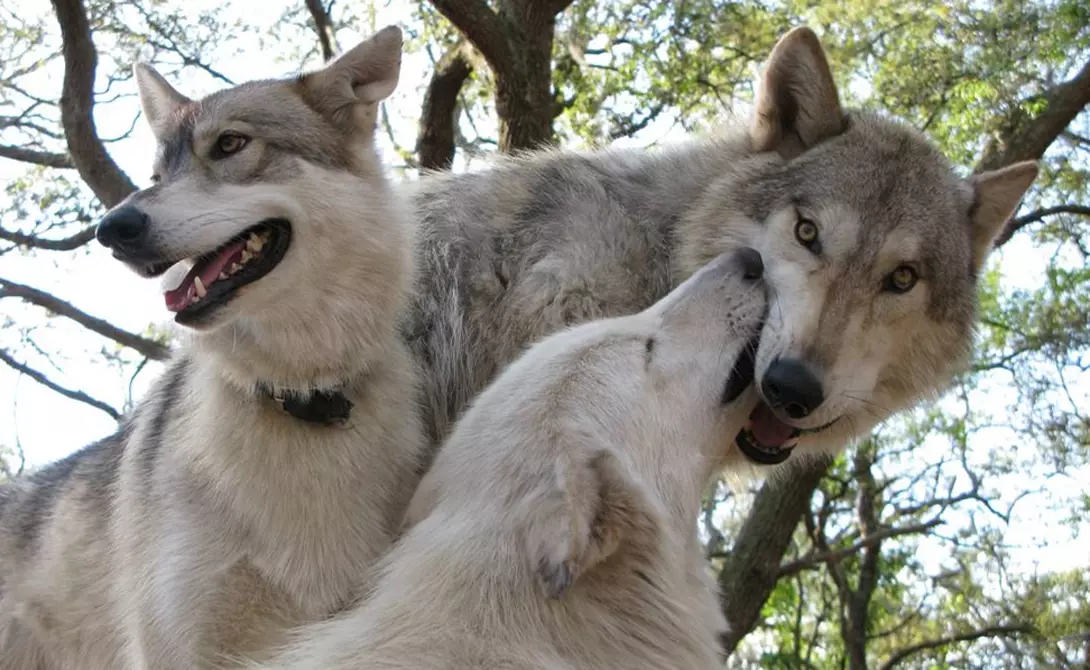 Hybrid Bevor Sie eine so gefährliche Bekanntschaft machen, sollten Sie sich im Gelände zurechtfinden. Viele moderne Zwinger bieten Wolfs- und Hundehybriden an. Volkops werden nach dem Niveau der Rasse in den Genen unterteilt: niedrig (1-49%), mittel (50-74%) und hoch (über 75%). Letztere sind praktisch nicht von Wölfen zu unterscheiden und verhalten sich wie wilde Brüder.