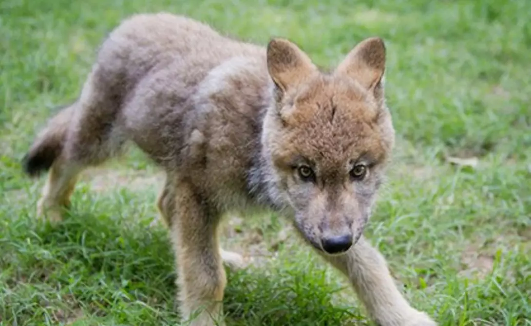 Diät-Budget kann ein großes Problem sein. Trockenfutter für Hunde ist nicht für Wölfe und Wolfshunde geeignet: Geben Sie ihnen Fleisch und sogar Kilogramm. Idealerweise müssen Sie den Wolf mit Wild füttern, aber dafür müssen Sie ein Jäger mit einer Lizenz sein.