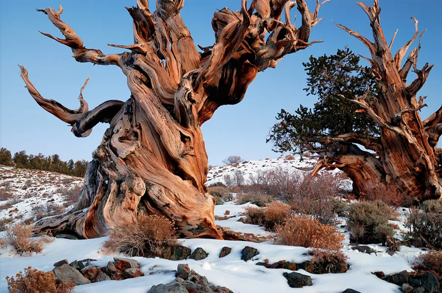 Pinus Bristlekon Tangkal ieu bertumbuh sanajan Troy perenahna di situs Turki modéren. Cemara Bristlecone dianggap salah sahiji tangkal anu pangkolotna di planét urang. Tangkalna henteu ngagaduhan tanda sepuh mutasi. Dina tingkat sélulér, sanajan lami, tangkal génggét katingali ngora. Anjeun tiasa ningali centenarians di Taman Nasional Inyo di California, AS.