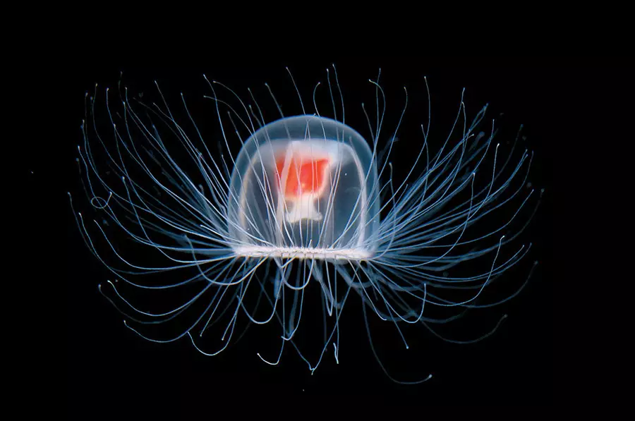 Ny jellyfish Turritopsis nutricula jellyfish dia afaka mifehy ny fototarazany. Amin'izao fotoana mampidi-doza izao dia manova ny sehatry ny fampandrosoana izy ireo ary miverina amin'ny toetrany voalohany, avy eo vao manomboka maniry indray, sahala amin'ny lolo lasa nivadika fanday. Mampiasa ny masinina mitovy amin'izany izy ireo rehefa tonga amin'ny fahamatorana: miova ho polyp izy ireo ary avy eo lasa mivadika jellyfish indray. Tsy maty maty voajanahary izy ireo ary mety maty fotsiny amin'ny fihaonana amin'ny biby mpiremby.