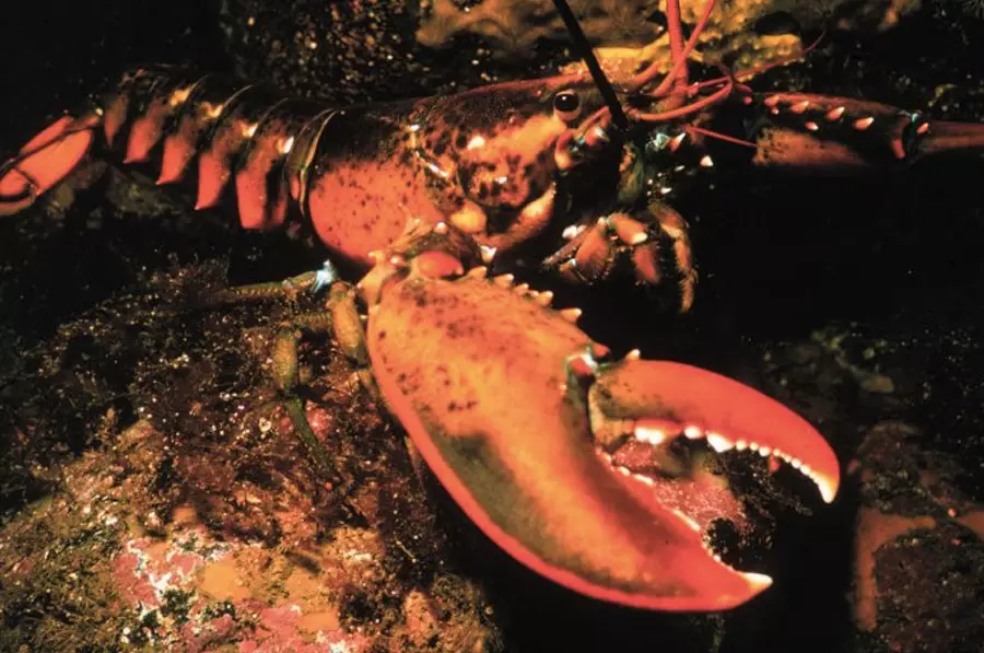 American Lobster Jenis lobster ieu ngagaduhan DNA anu tiasa nyemburkeun diri. Énzim khusus anu disebut telomerase ngajaga aranjeunna tina sepuh. Élmuwan ngira-ngira yén lobster pangkolotna anu aya umurna 140 taun sareng henteu nunjukkeun tanda sepuh. Lobster Amérika dipercaya sacara biologis moal abadi, sareng éta maot tina sabab éksternal.