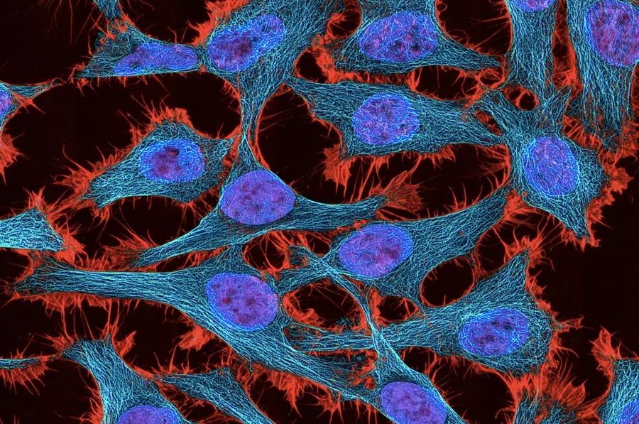 Sél HeLa Béda sareng sél biasa, sél ieu ngagaduhan kamampuan unik pikeun ngabagi sajumlah kali teu aya watesna. Divisi ieu dimungkinkeun berkat énzim anu sami telomerase: ngawangun telomeres dina tungtung DNA kromosom. Aranjeunna mimiti dipendakan dina kanker serviks Henrietta Lacks di 1951. Sél HeLa ayeuna dianggo pikeun diajar kanker, AIDS, sareng seueur panyakit sareng zat sanés.