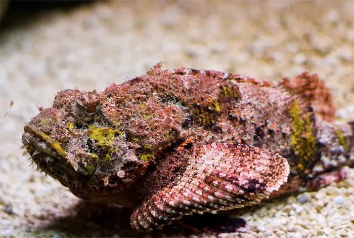 Ŝtonfiŝo Ĉi tiu mara reprezentanto de la familio de verukoj estas konsiderata la plej venena fiŝo en la mondo. Ĝi loĝas proksime al la koralaj rifoj de la Pacifika kaj Hinda oceanoj kaj alivestas sin kiel ŝtono. La 12 spinoj de la dorsa naĝilo havas la plej potencajn venenajn glandojn inter fiŝoj. Depende de la profunda penetrado, la veneno povas kaŭzi severan doloron kun ebla ŝoko, paralizo kaj histo-morto. Se dorno eniras grandan sangan vaskulon, morto povas okazi post 2-3 horoj.