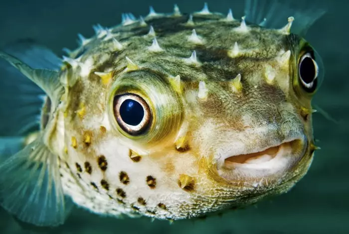 Puffer Fish En Japanio, puffer estas konsiderata bongustaĵo kaj estas tre postulata ĉe ekscitiĝemuloj. La internaj organoj de la fiŝo enhavas mortigan dozon de tetrodotoksino. Se la kuiristo ne forigas ĉiujn venenajn partojn aŭ malĝuste tranĉas la fiŝon, por ŝatantoj de ekstrema kuirarto, fugu-vespermanĝo estos la lasta manĝo en ilia vivo.